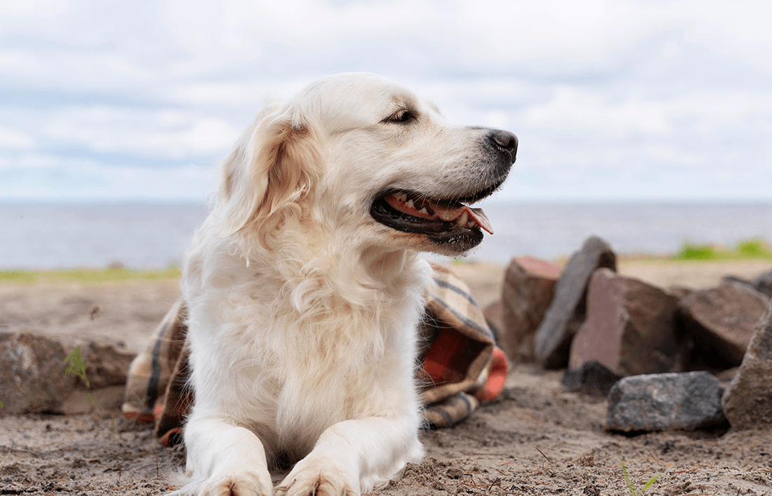 ¿Cuáles son las necesidades nutricionales de mi perro adulto? | Blog ... ¿Cuáles son las necesidades nutricionales de mi perro adulto? | Blog ...