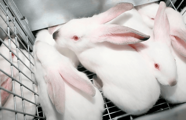 Consejos para criar conejos de granja | Blog Comercializadora Llabana