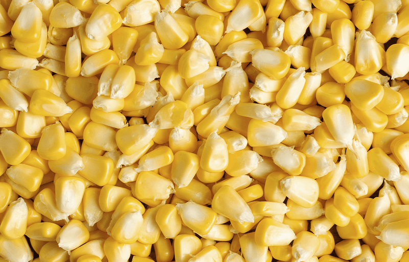 Maíz Entero Amarillo | Blog Comercializadora Llabana